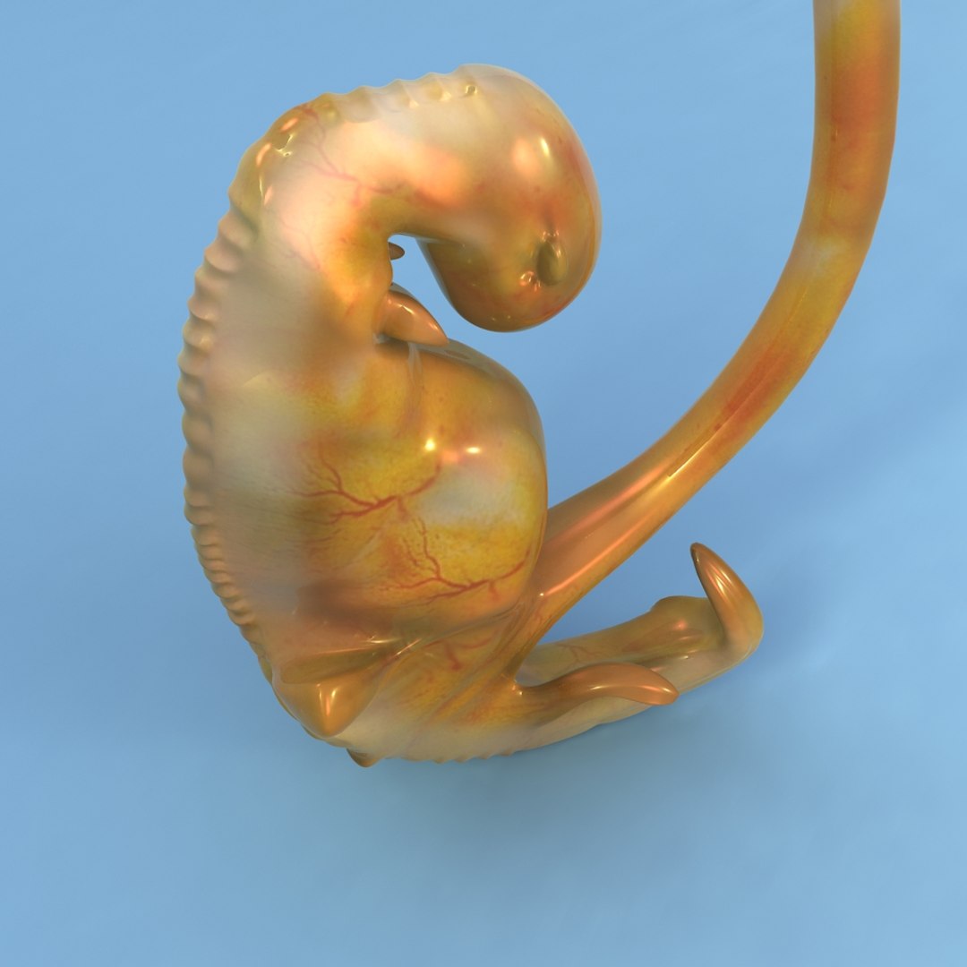 3d weeks fetus model
