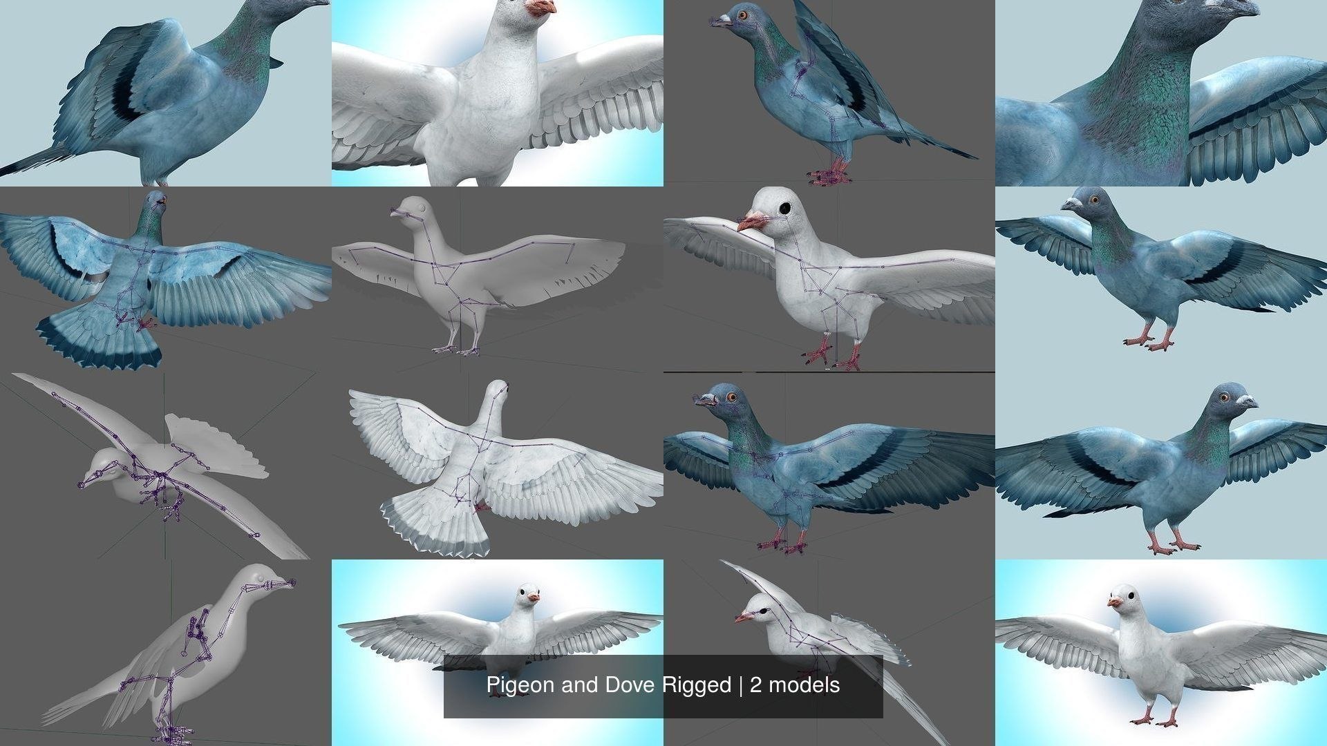 Pigeon And Dove Rig Collection 3D Model - TurboSquid 2200274