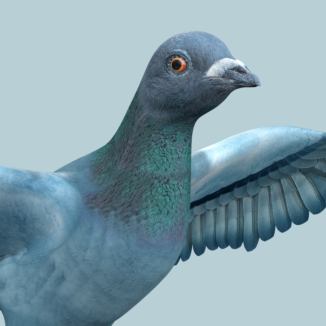 Pigeon And Dove Rig Collection 3D Model - TurboSquid 2200274