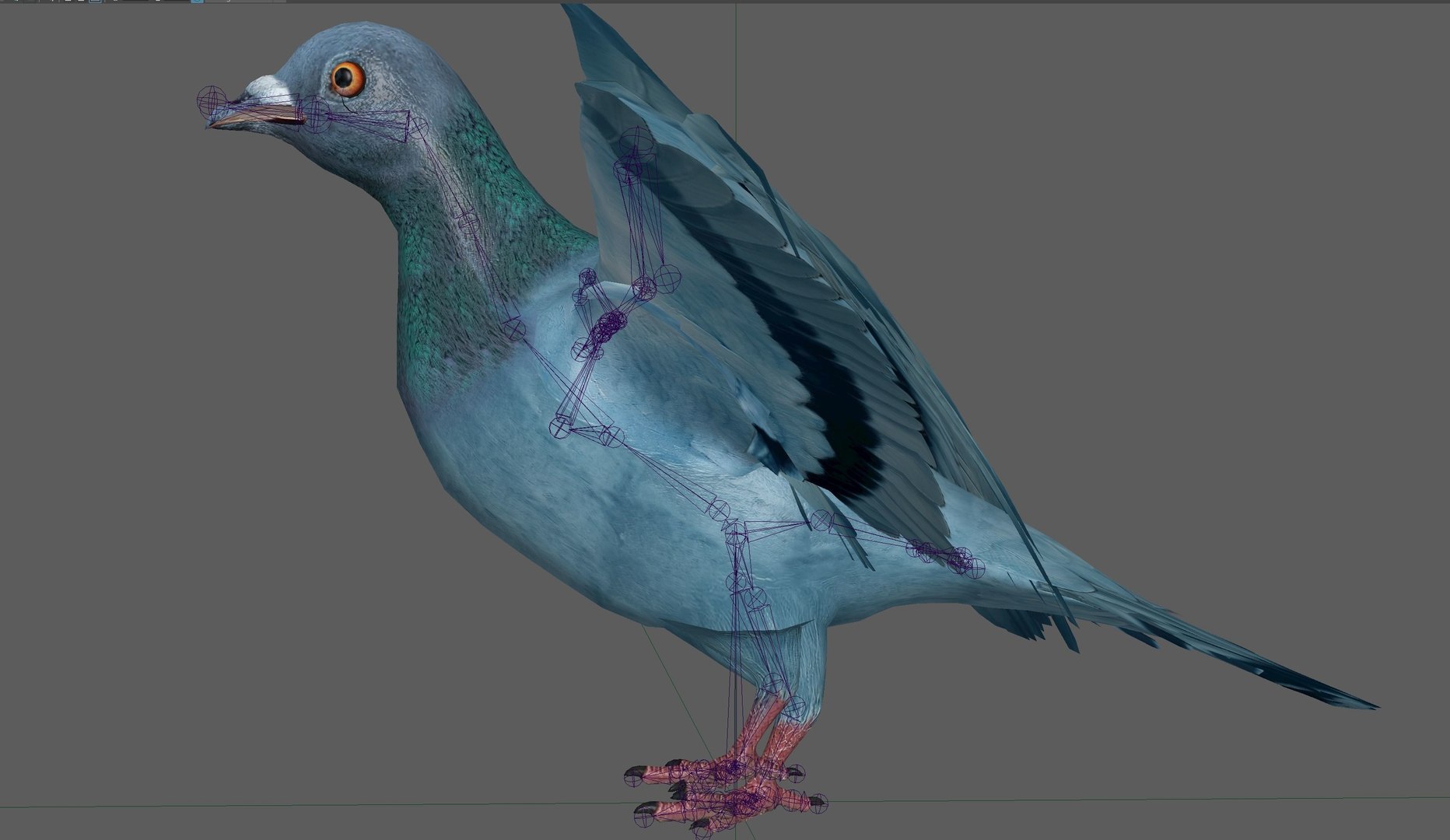 Pigeon And Dove Rig Collection 3D Model - TurboSquid 2200274