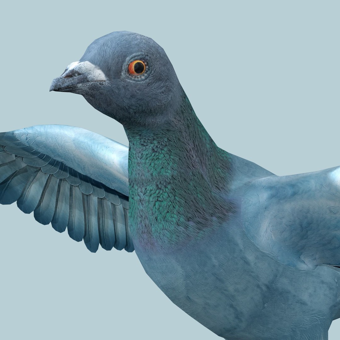 Pigeon And Dove Rig Collection 3D Model - TurboSquid 2200274