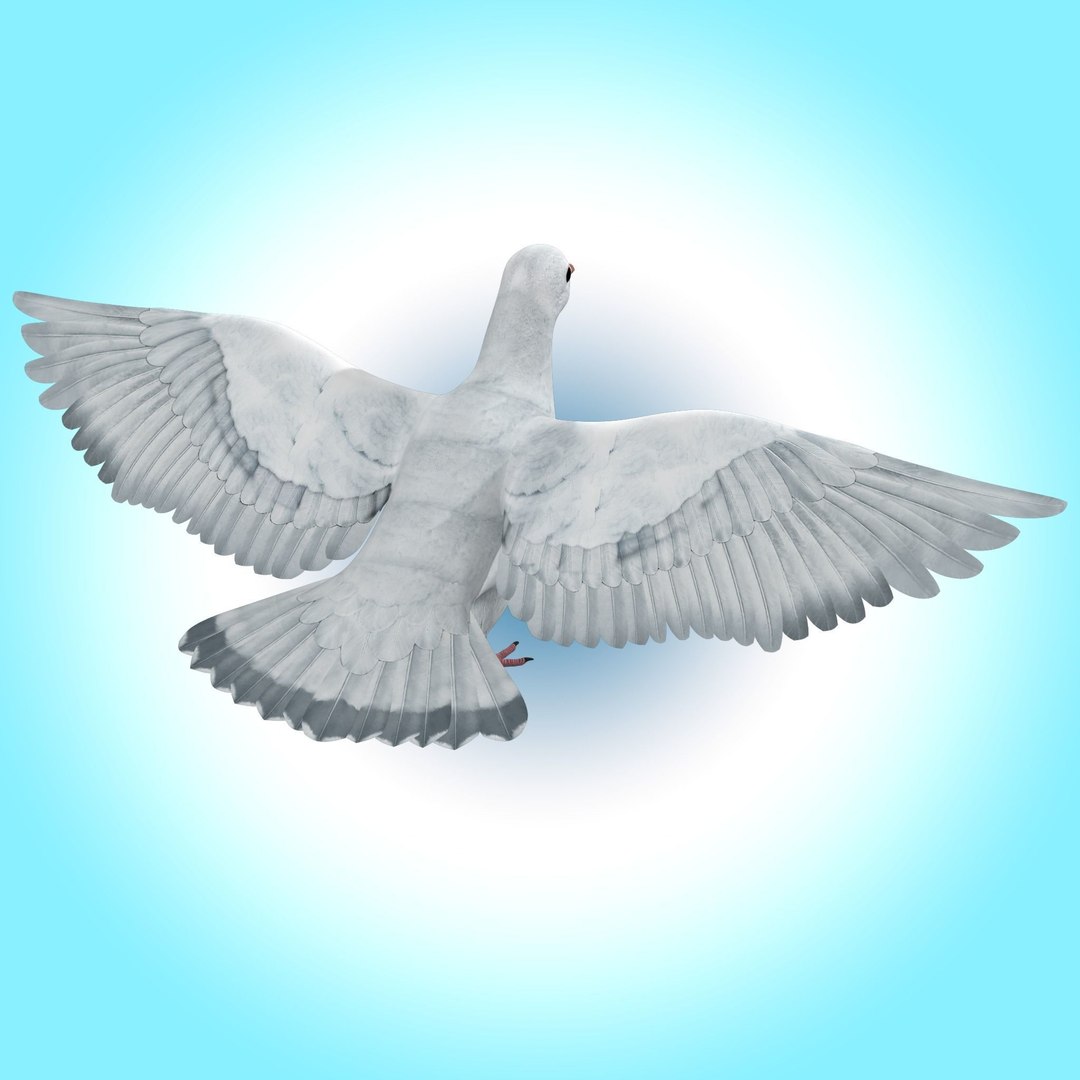 Pigeon And Dove Rig Collection 3D Model - TurboSquid 2200274