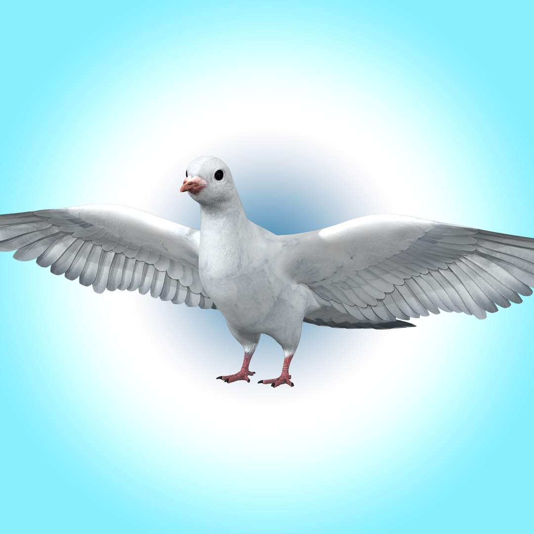 Pigeon And Dove Rig Collection 3D Model - TurboSquid 2200274