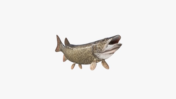 Muskie model - TurboSquid 1737259