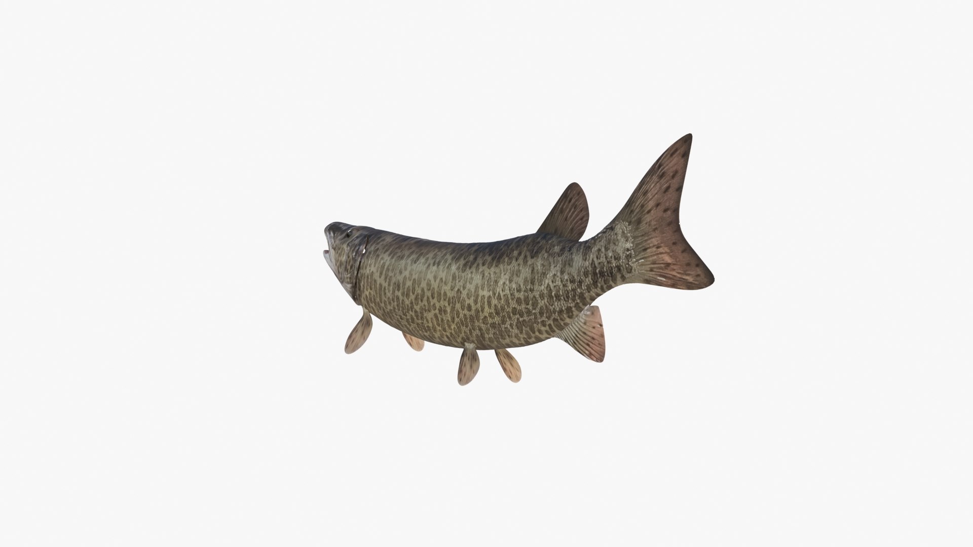 Muskie Model - TurboSquid 1737259