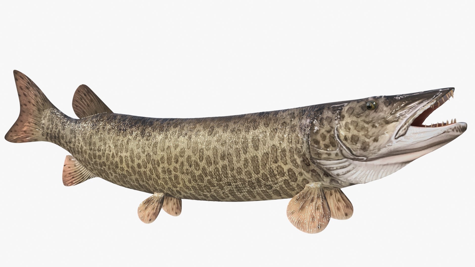 Muskie Model - TurboSquid 1737259