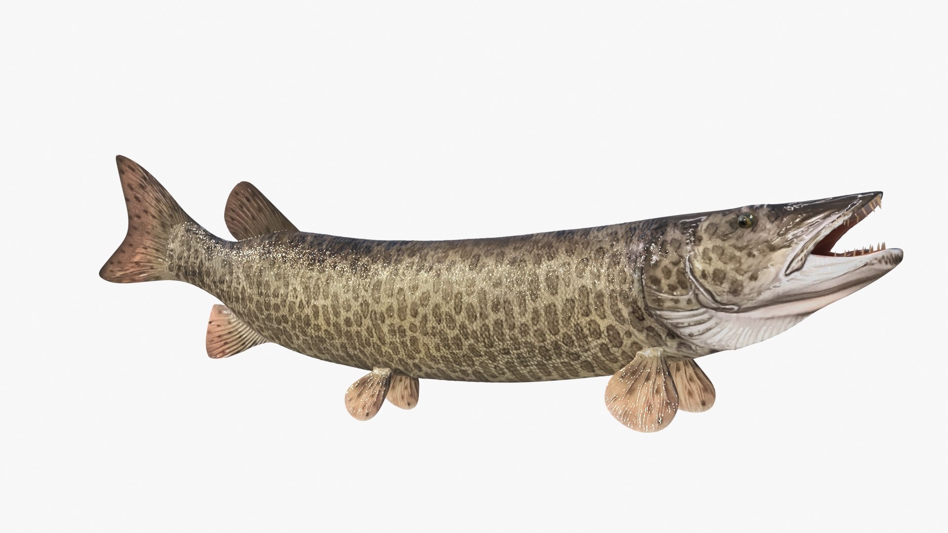 Muskie Model - TurboSquid 1737259