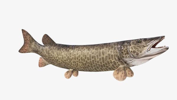 Muskie model - TurboSquid 1737259