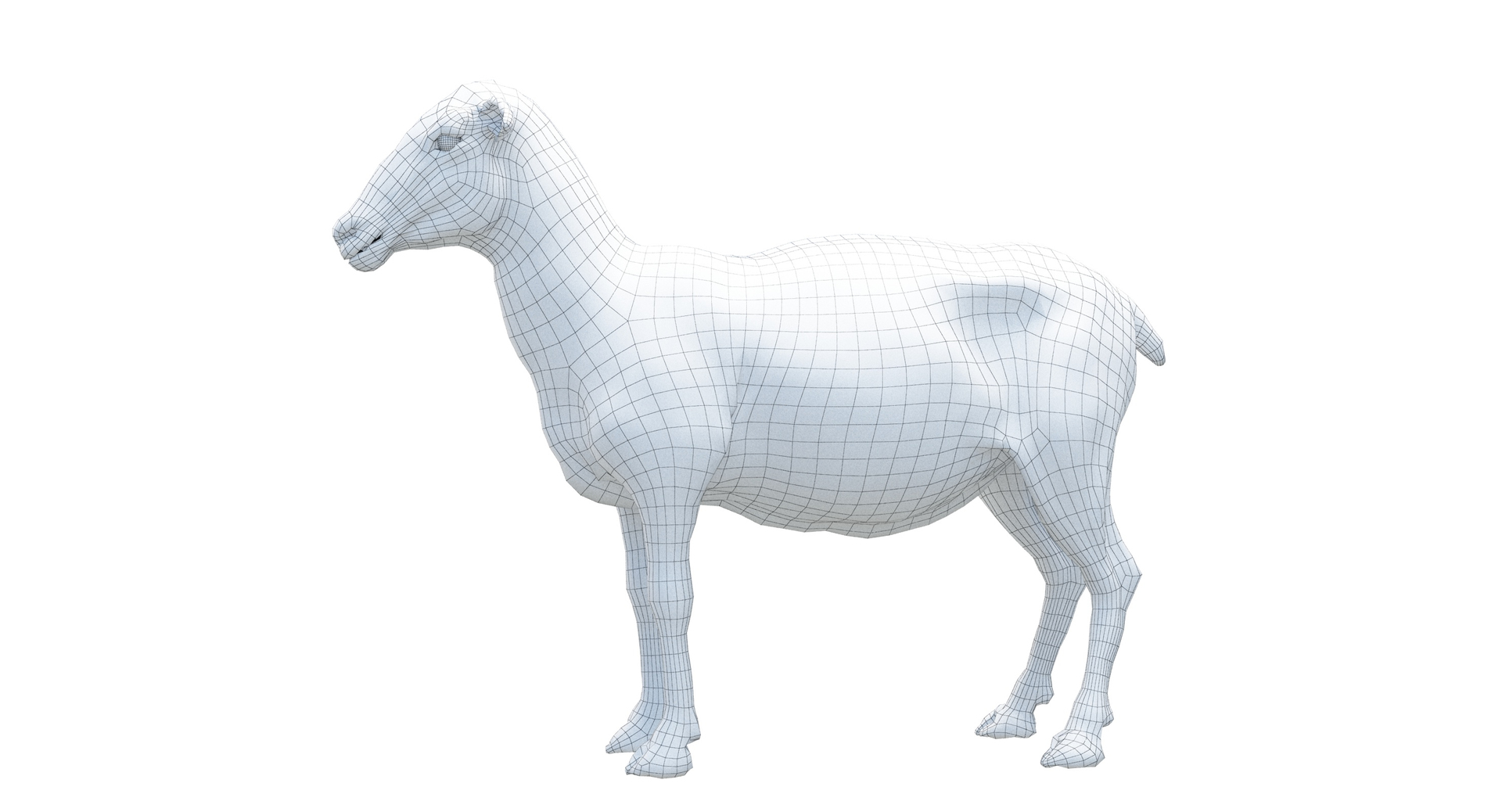 3d model of sheep realistic