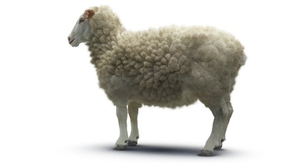 3d model of sheep realistic