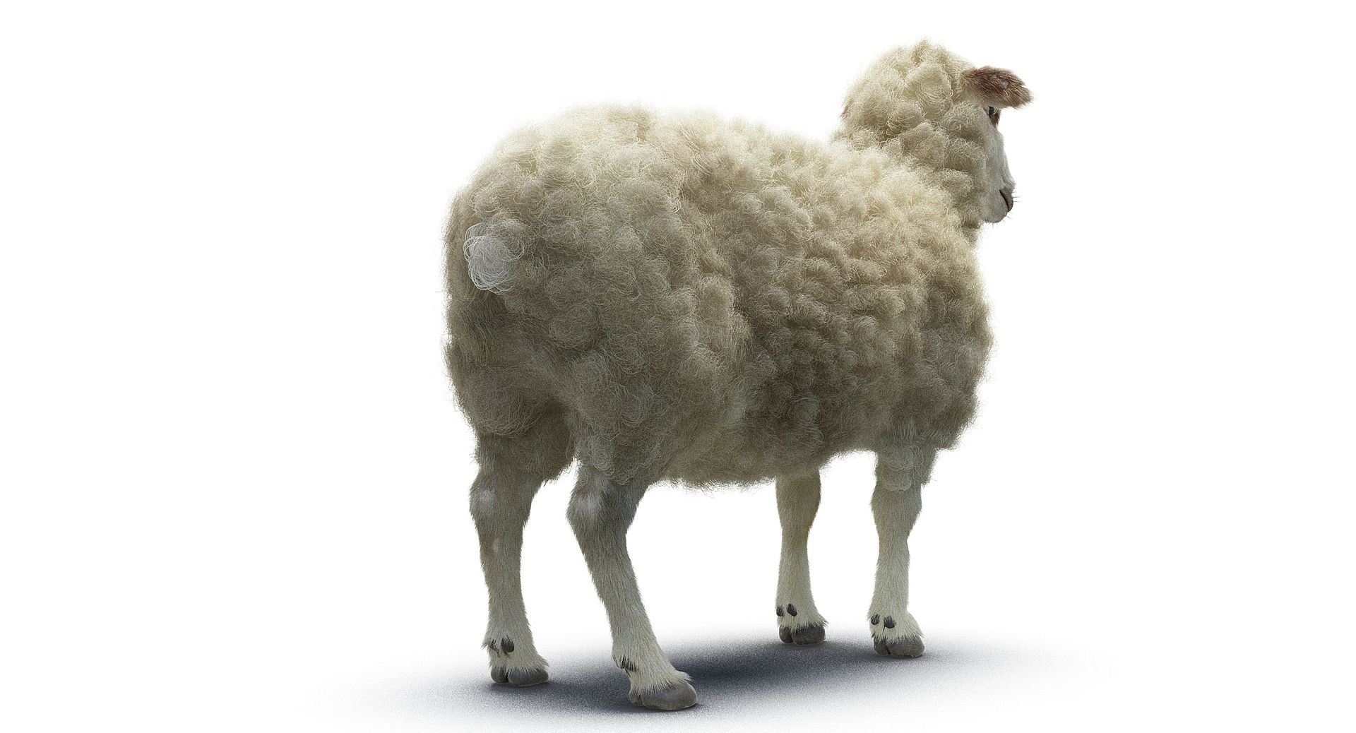 3d model of sheep realistic