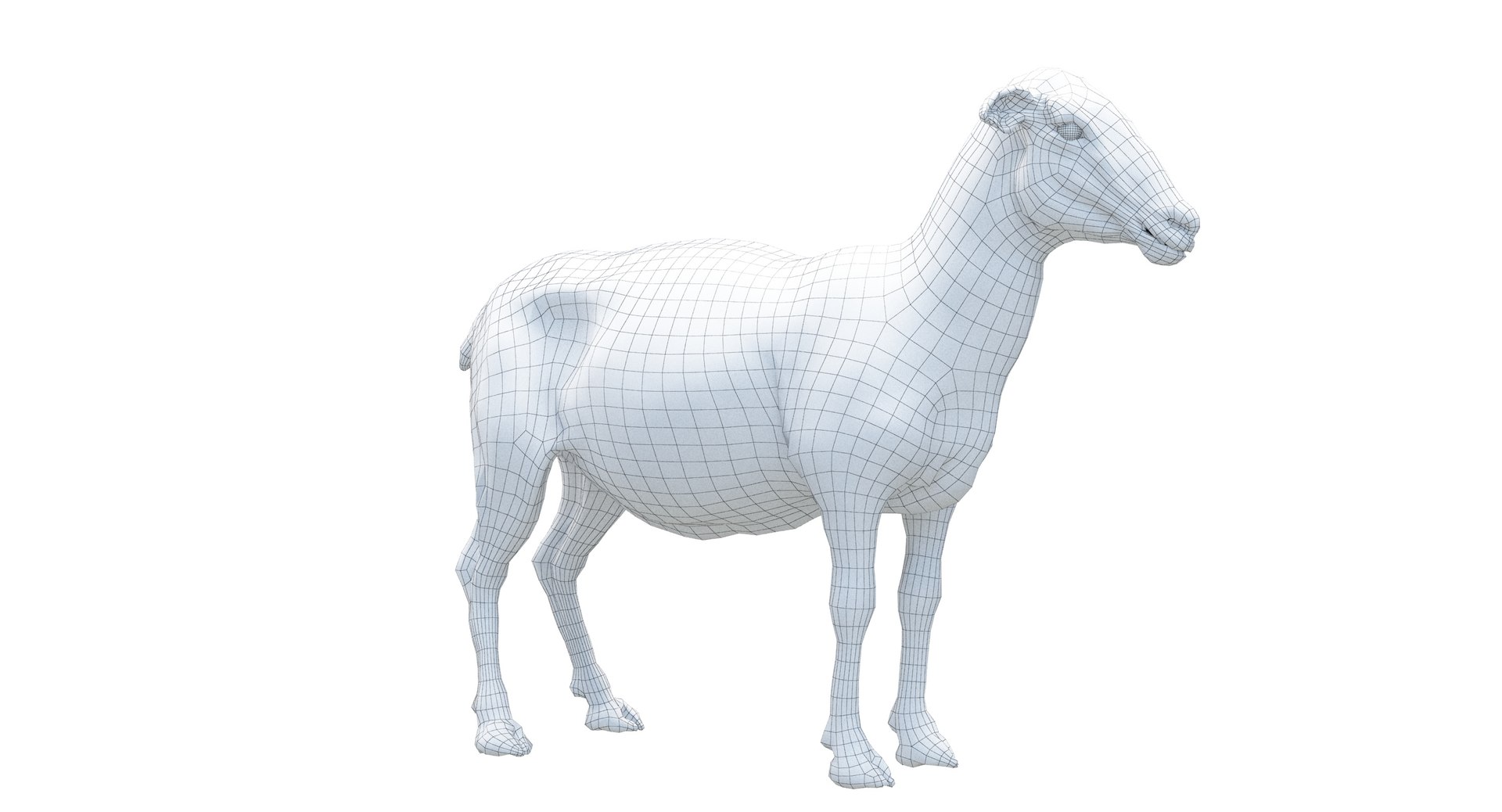 3d Model Of Sheep Realistic