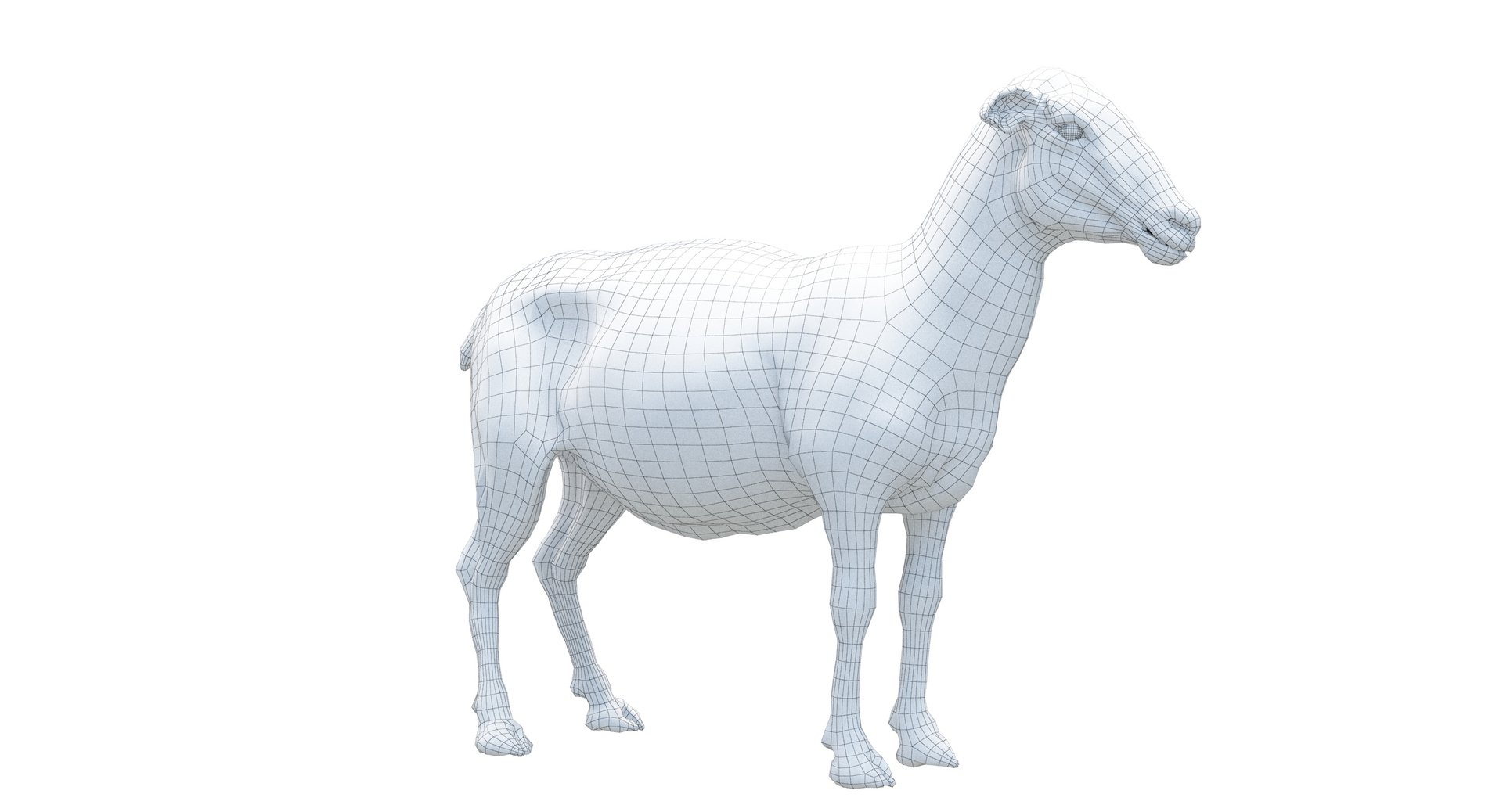 3d model of sheep realistic