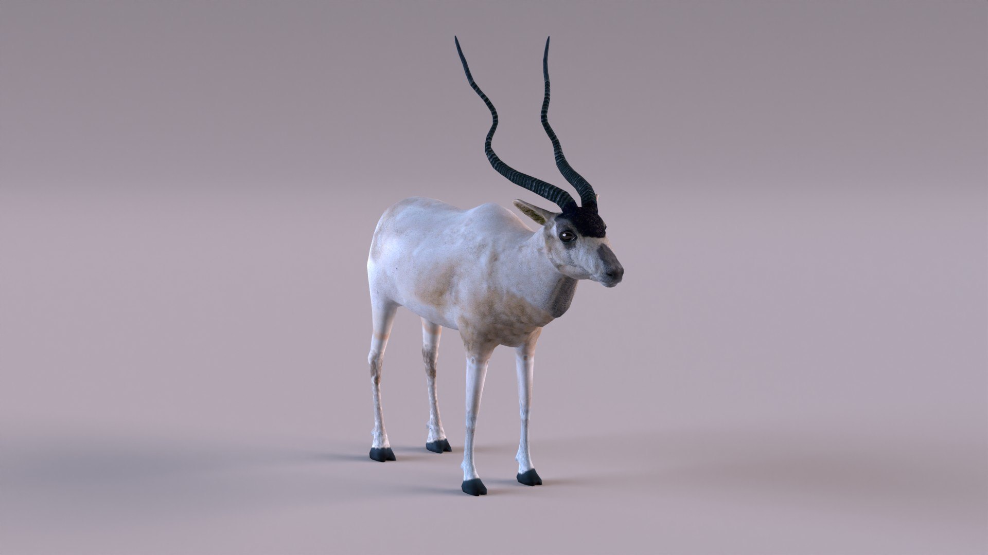 Addax Antelope 3D Model - TurboSquid 2006178