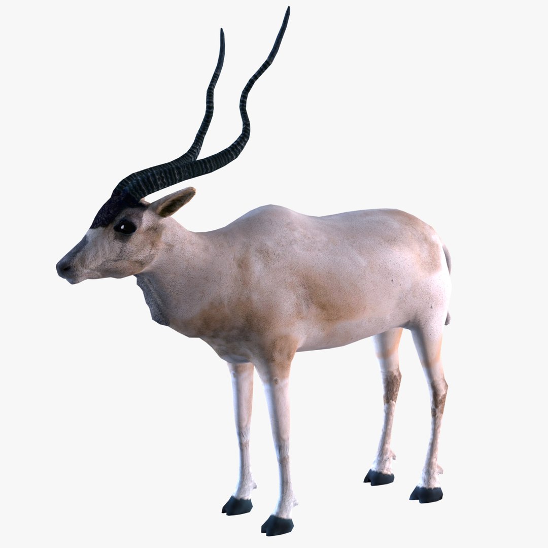 Addax Antelope 3D Model - TurboSquid 2006178