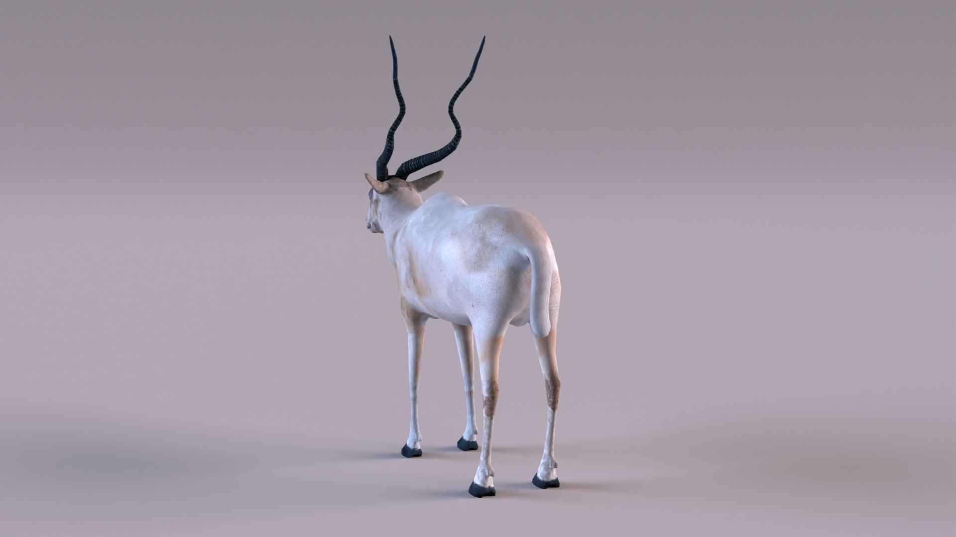 Addax Antelope 3D Model - TurboSquid 2006178