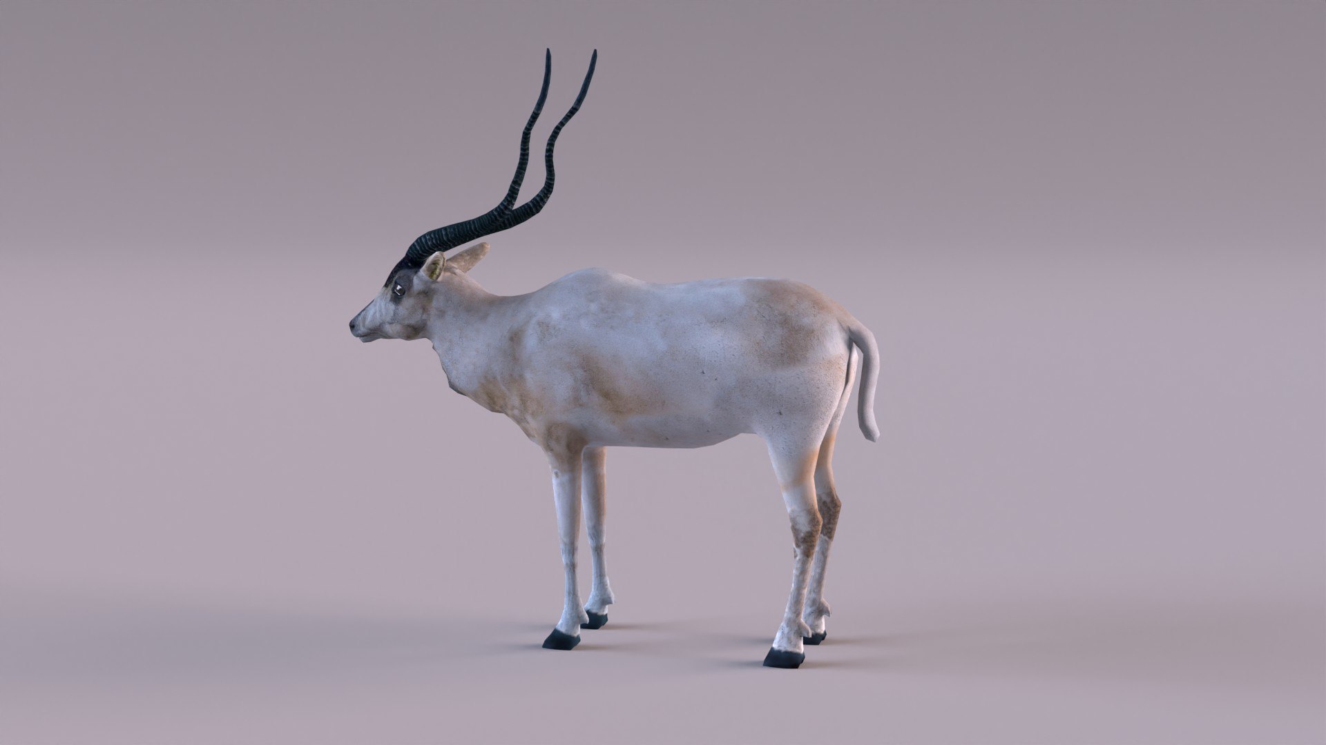 Addax Antelope 3D Model - TurboSquid 2006178