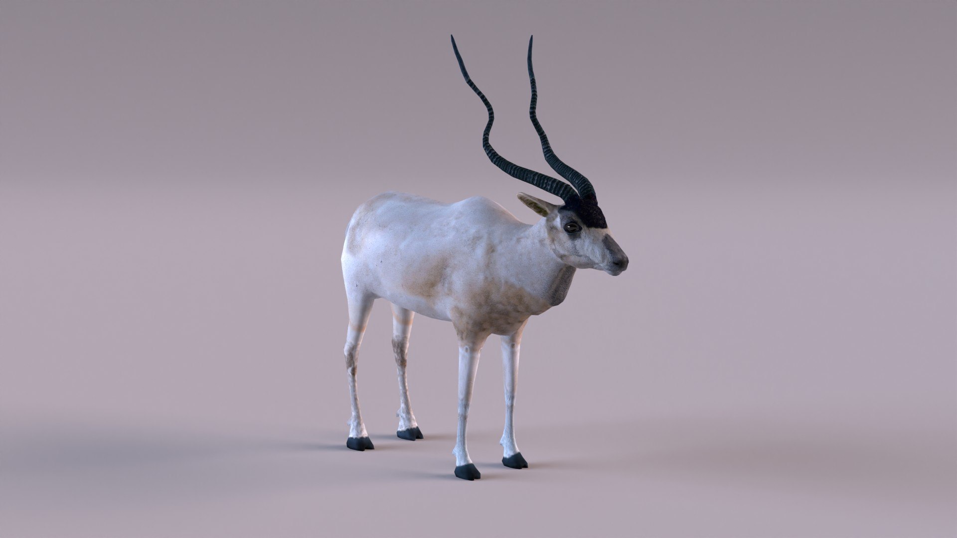 Addax Antelope 3D Model - TurboSquid 2006178