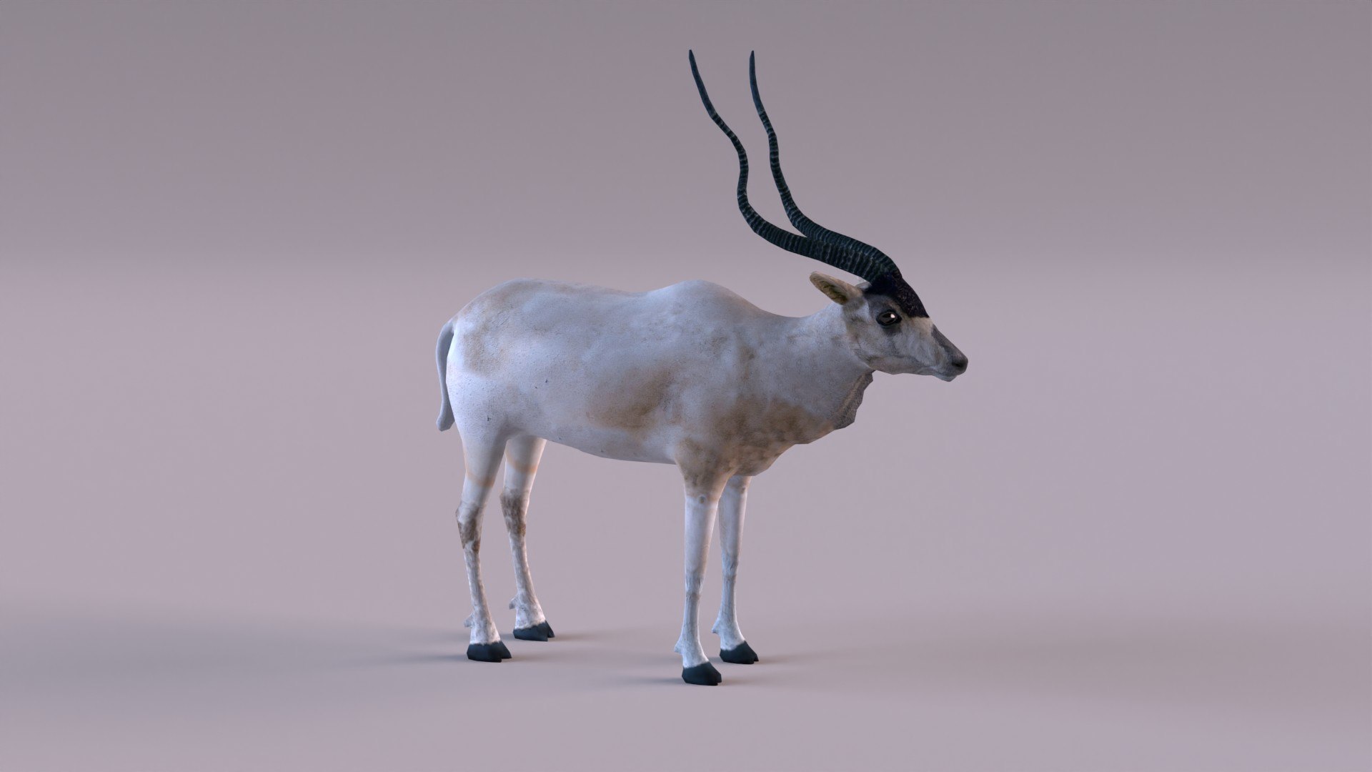 Addax Antelope 3D Model - TurboSquid 2006178