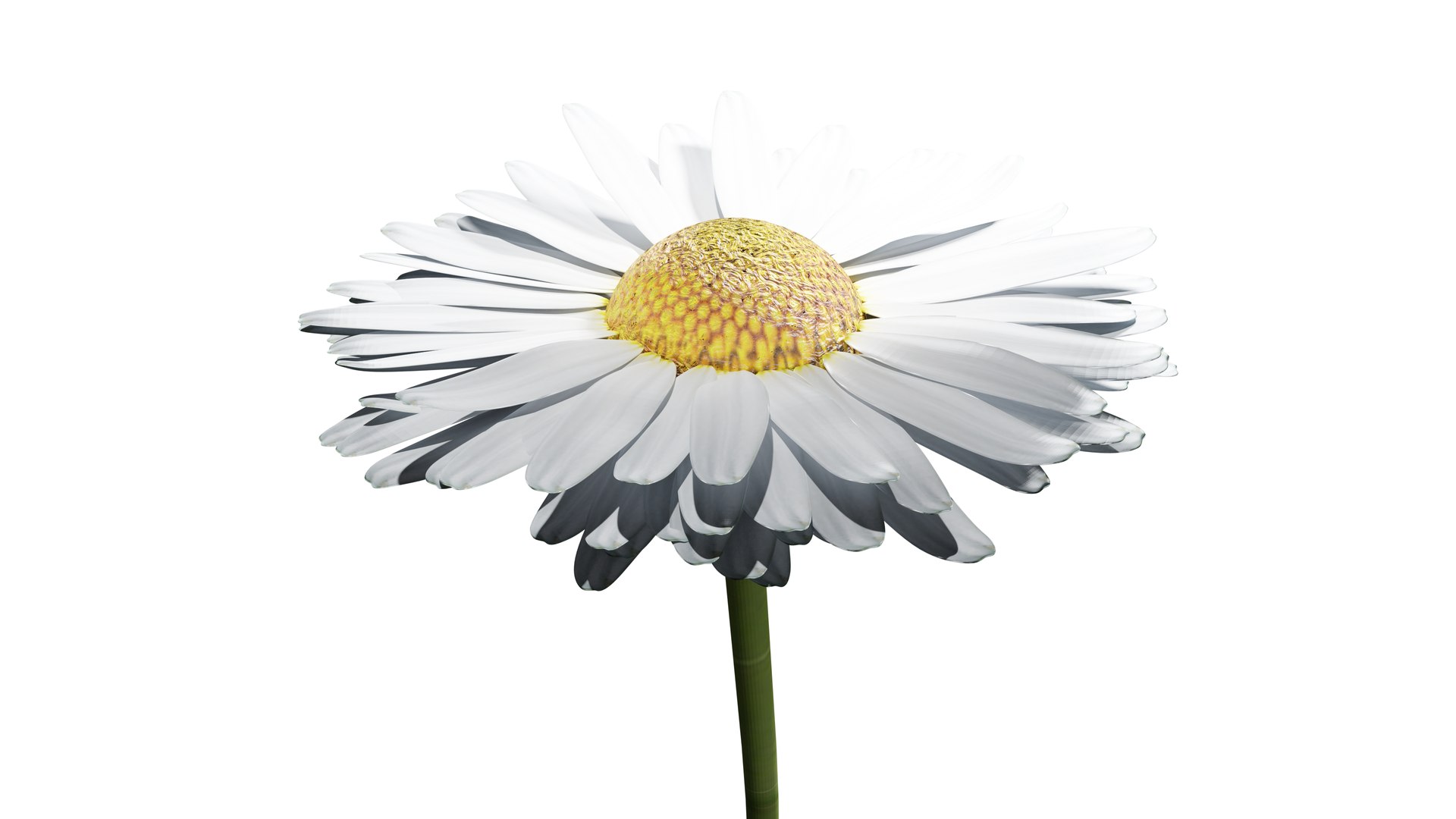 3D Daisy Model - TurboSquid 2011631