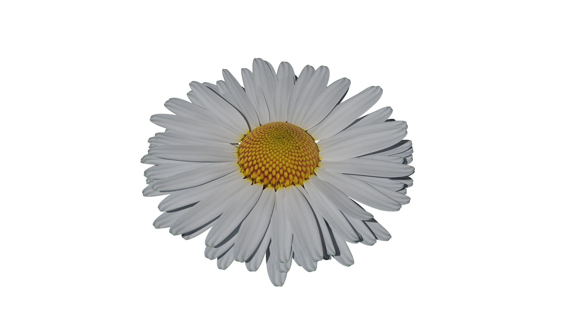 3D Daisy Model - TurboSquid 2011631