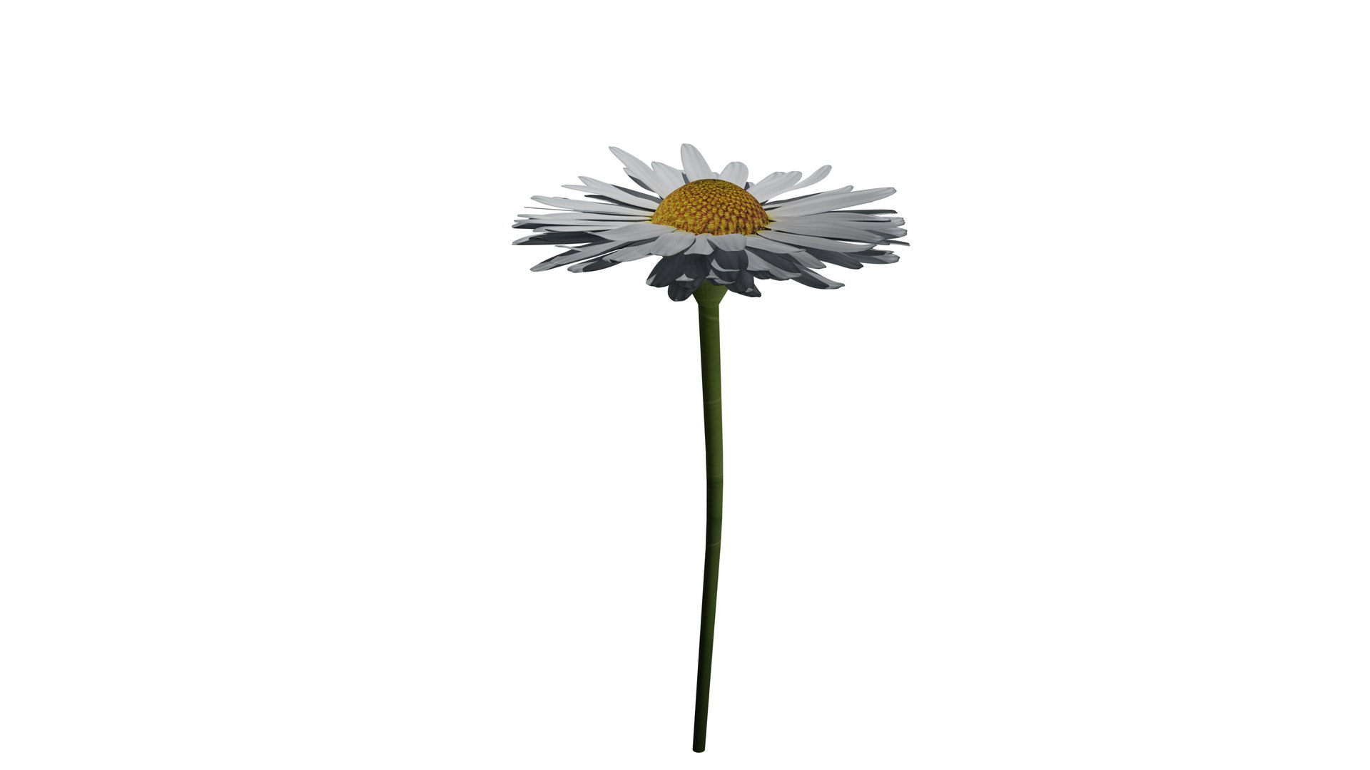 3D Daisy Model - TurboSquid 2011631