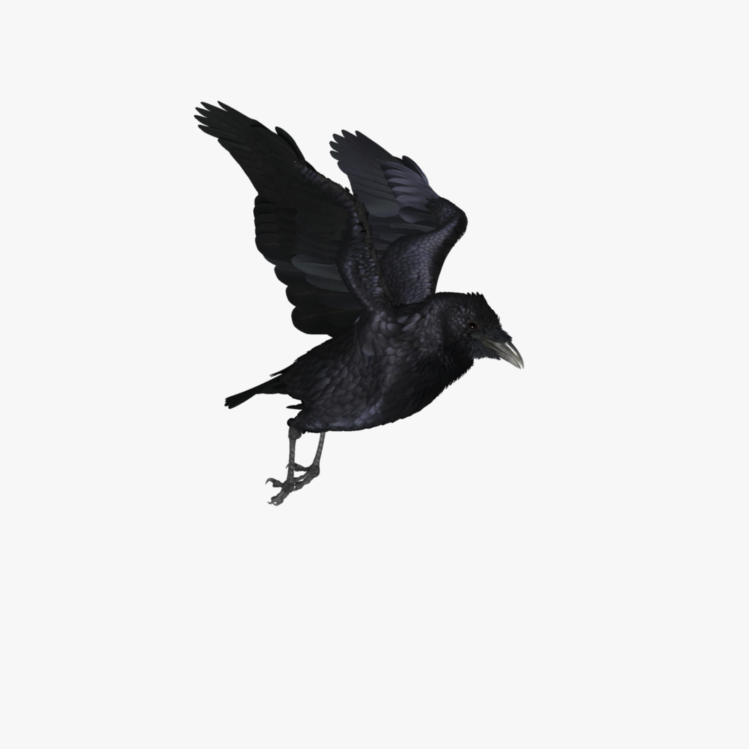 Realistic Raven 3d Ma
