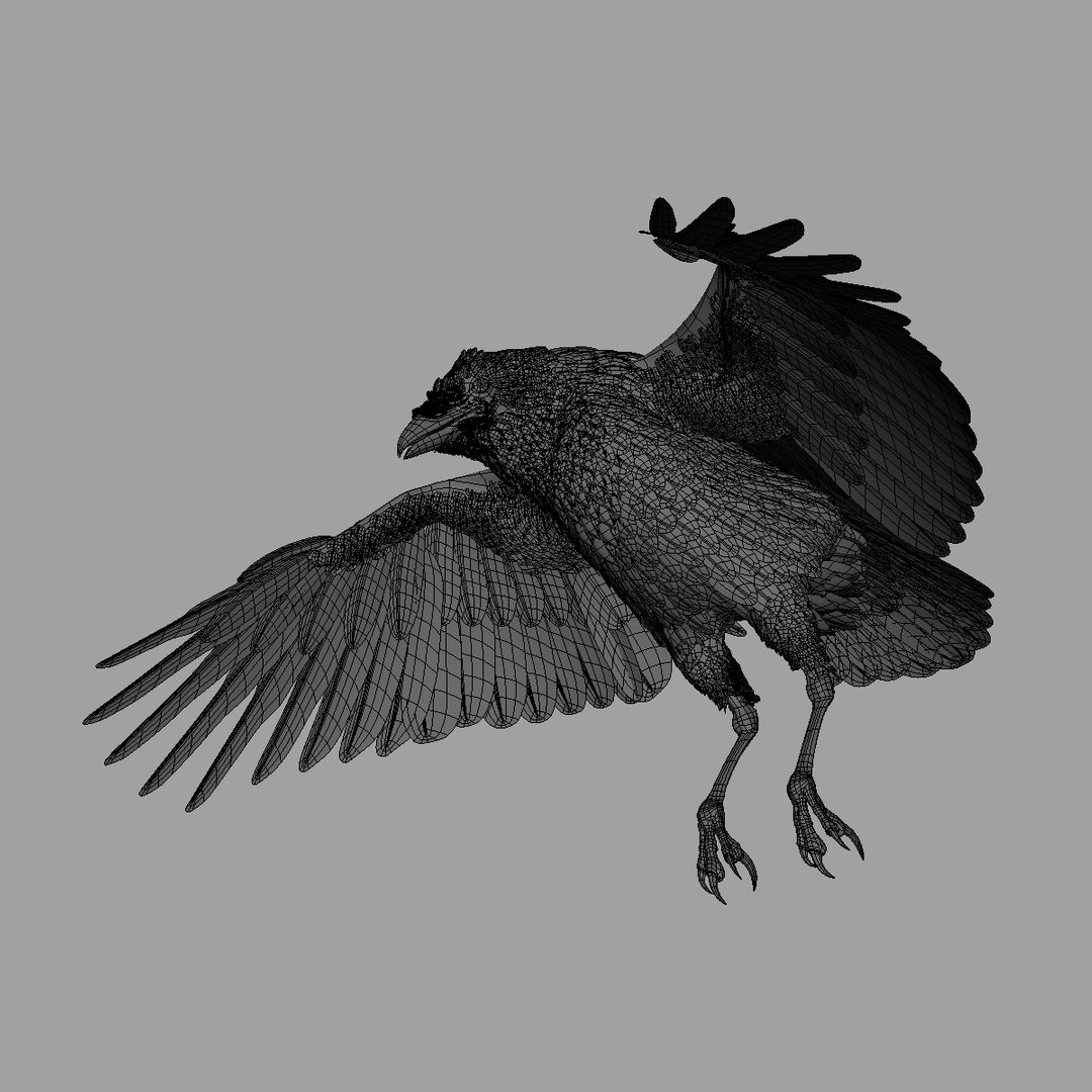 Realistic Raven 3d Ma