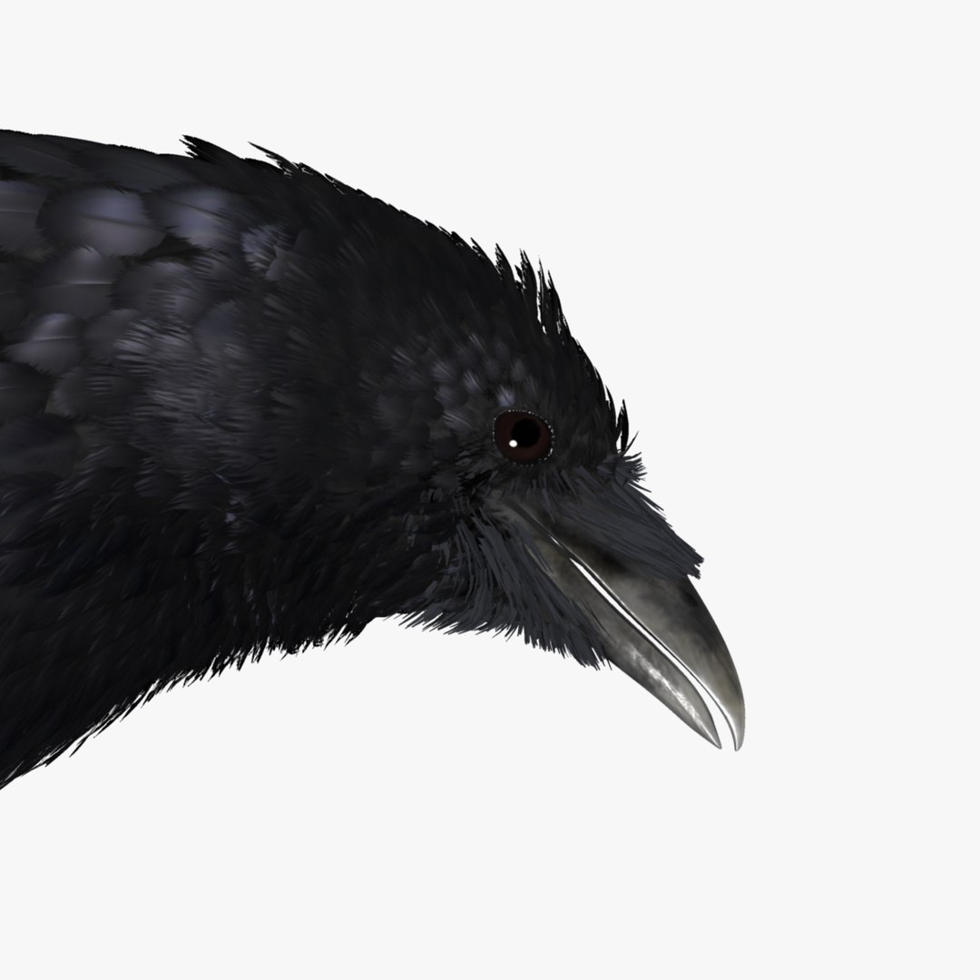 Realistic Raven 3d Ma