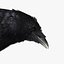 Realistic Raven 3d Ma