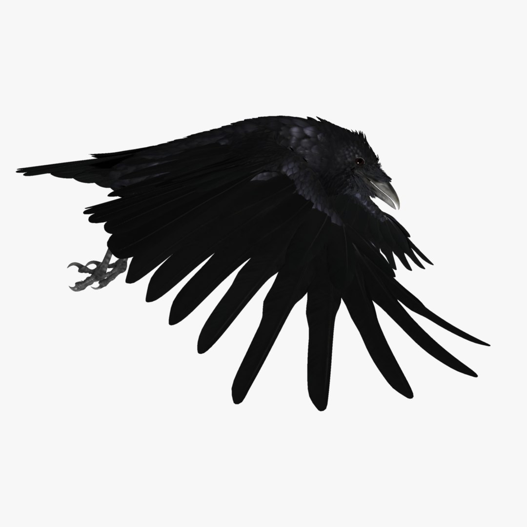 Realistic Raven 3d Ma