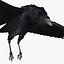 Realistic Raven 3d Ma