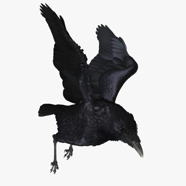 Raven 3D Models for Download | TurboSquid