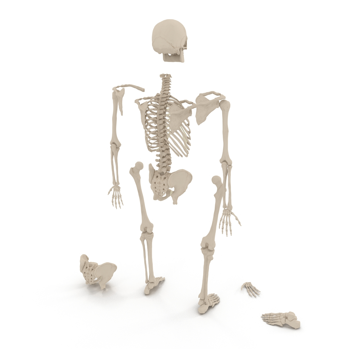 3d male skeleton model