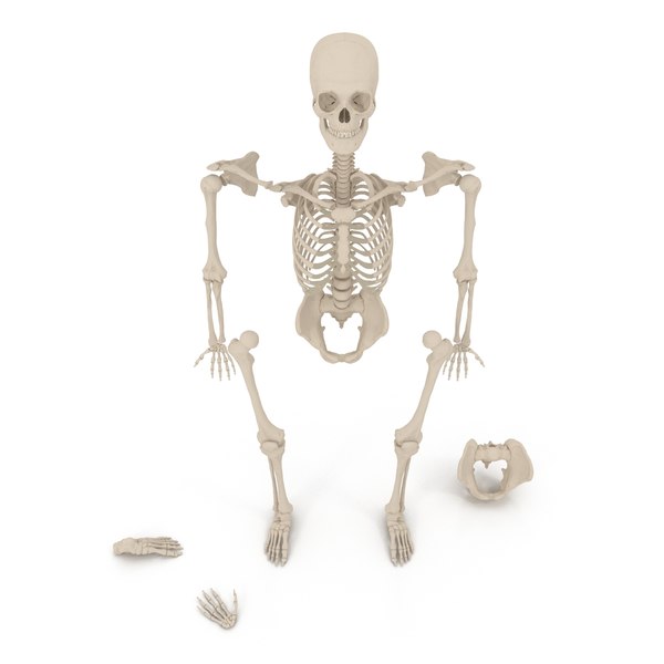 3d male skeleton model
