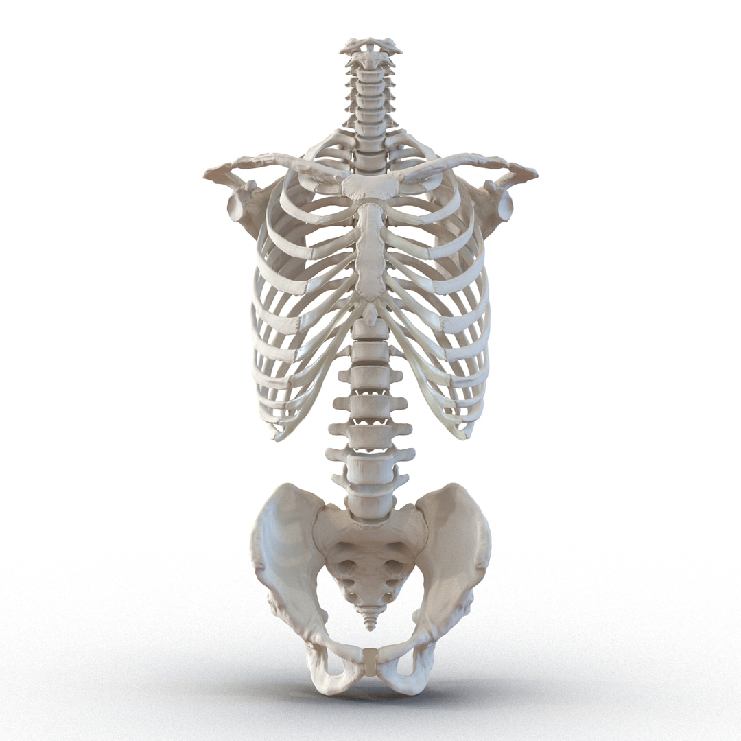 3d male skeleton model