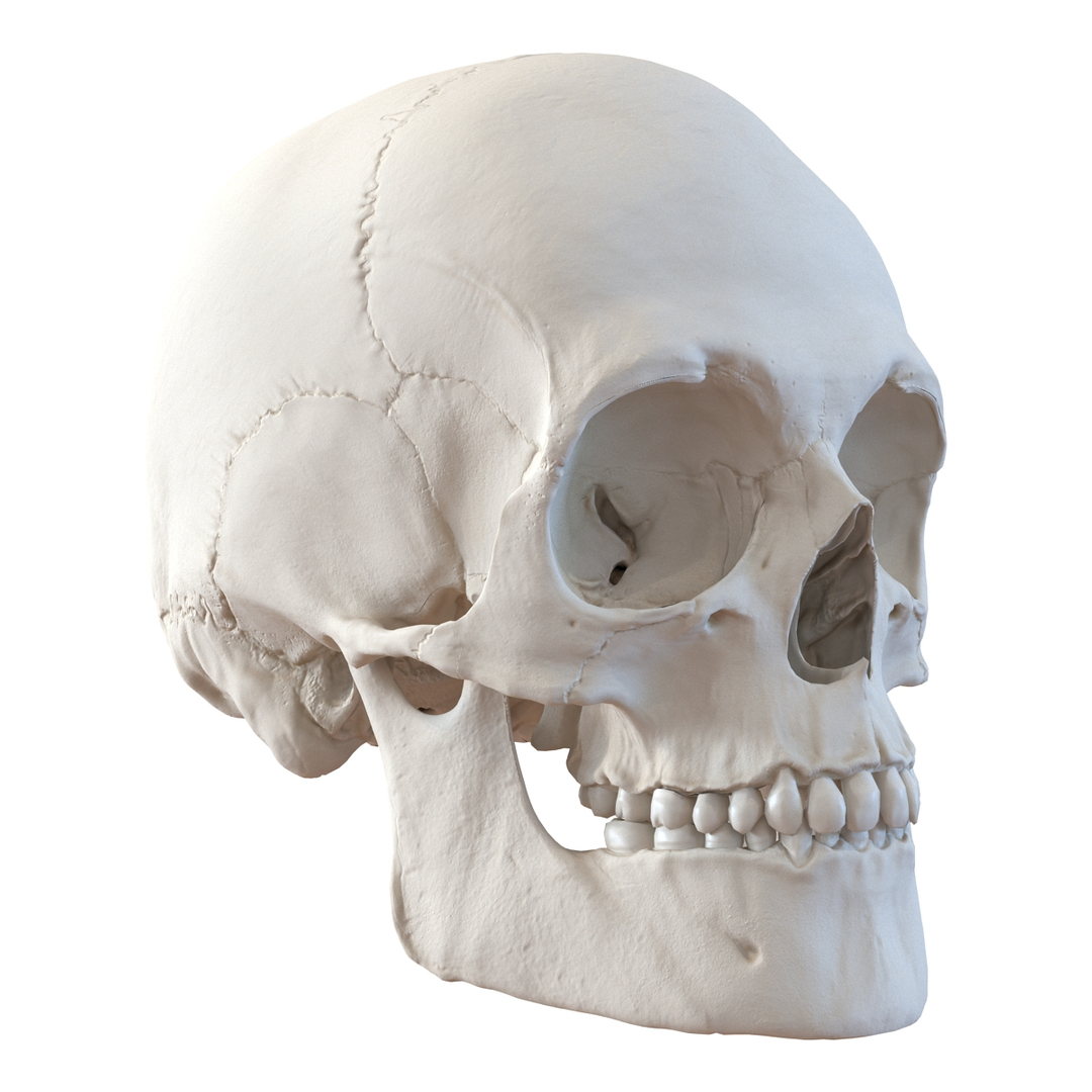 3d male skeleton model
