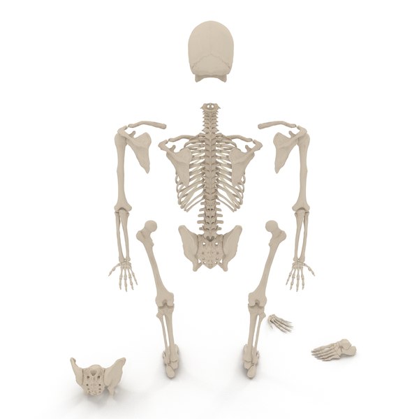 3d male skeleton model