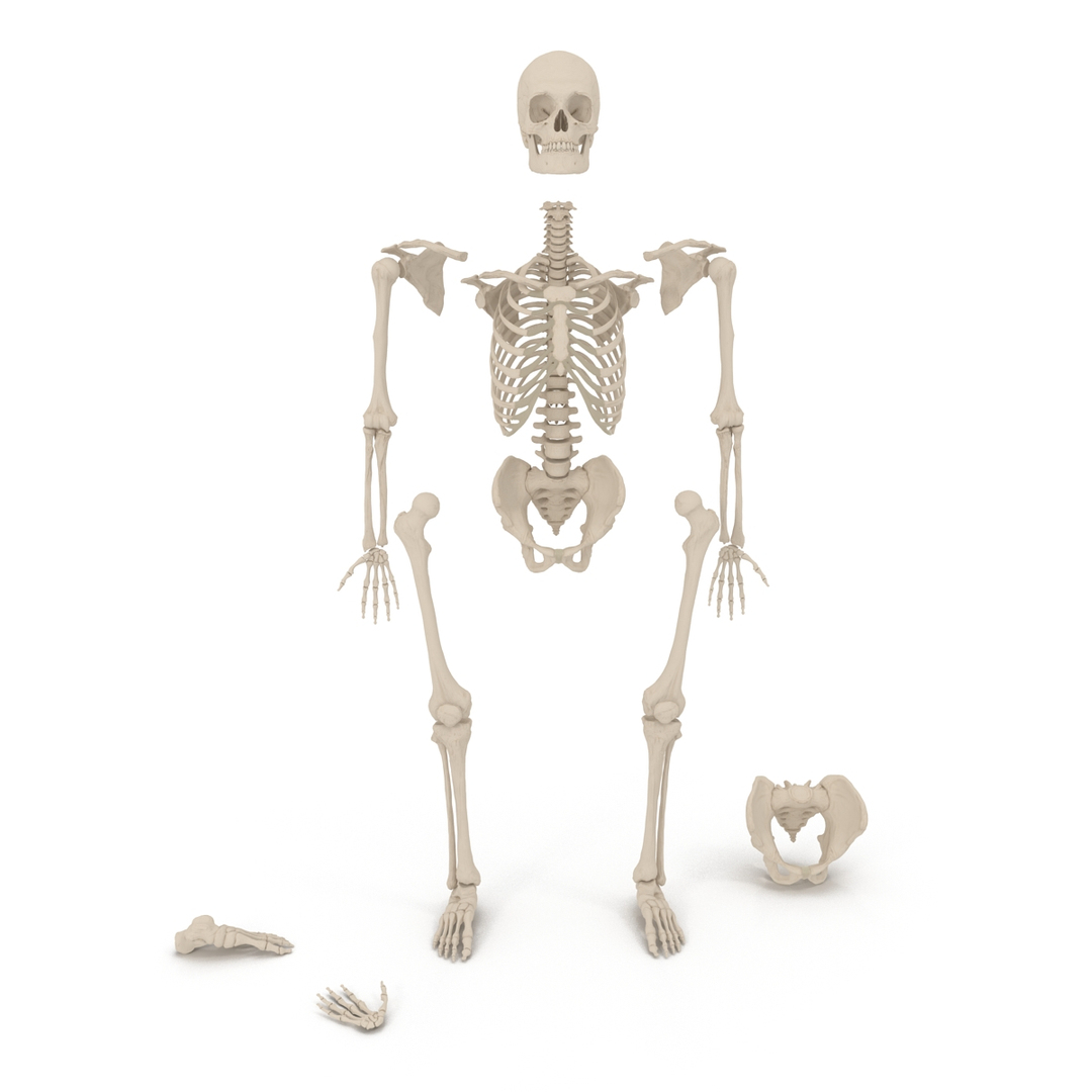3d male skeleton model