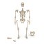 3d Male Skeleton Model