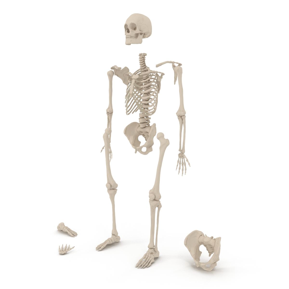 3d male skeleton model