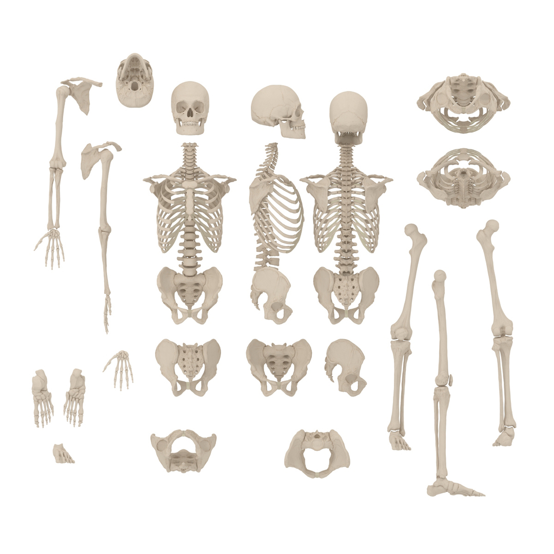 3d male skeleton model