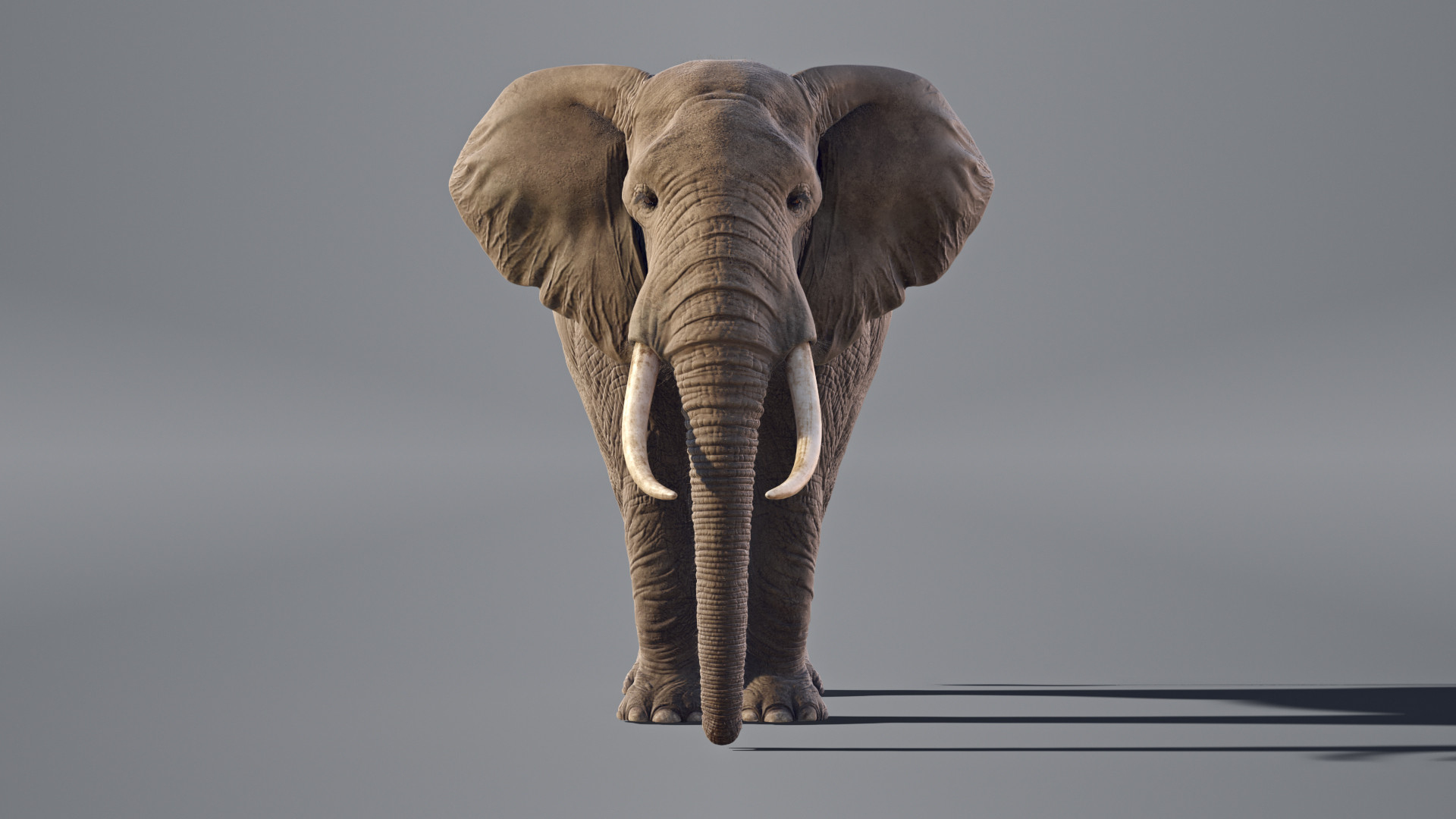 3D Elephant African Rigged model - TurboSquid 2016626