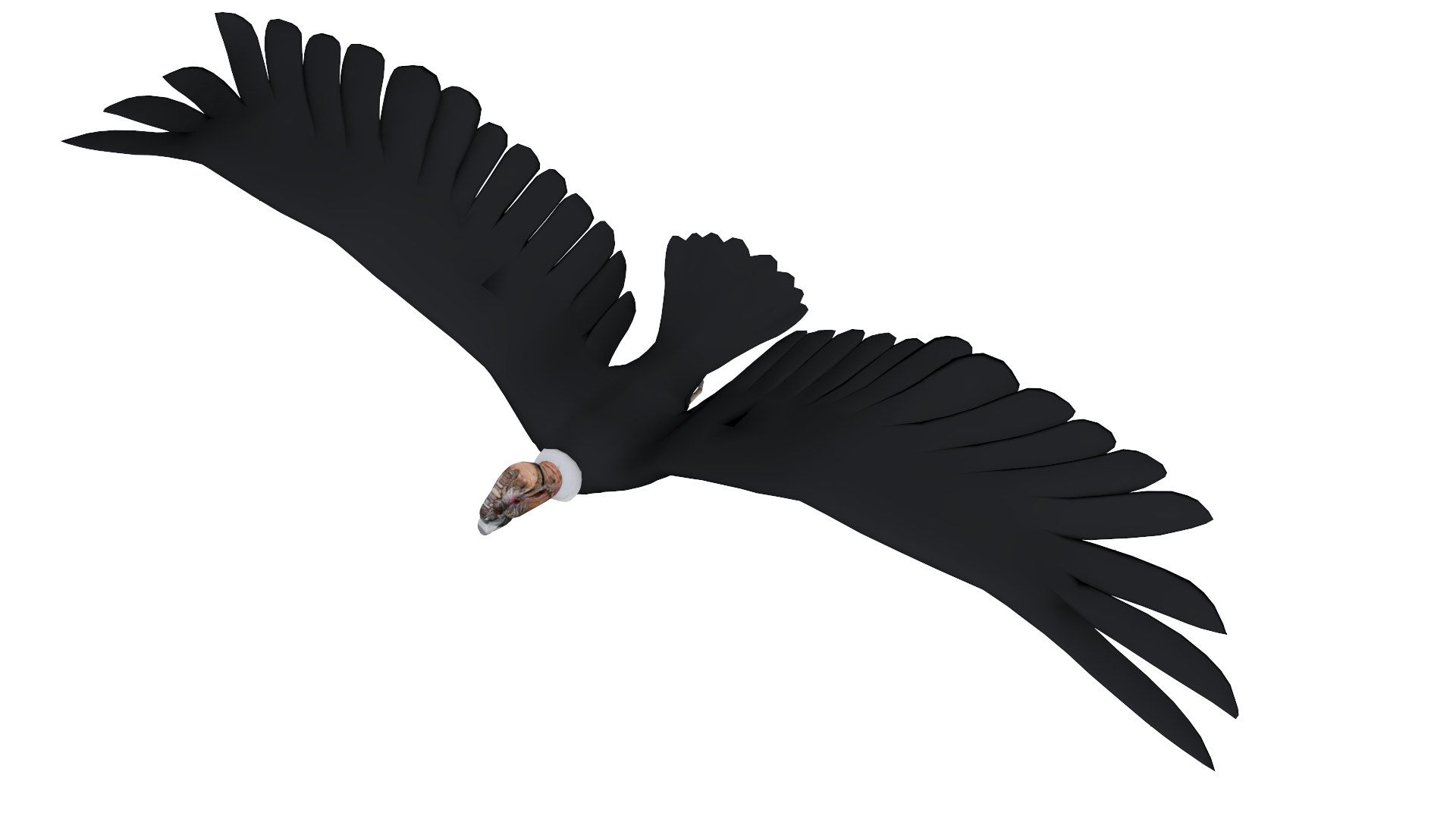 Animated Rigged Condor Model - TurboSquid 1867719
