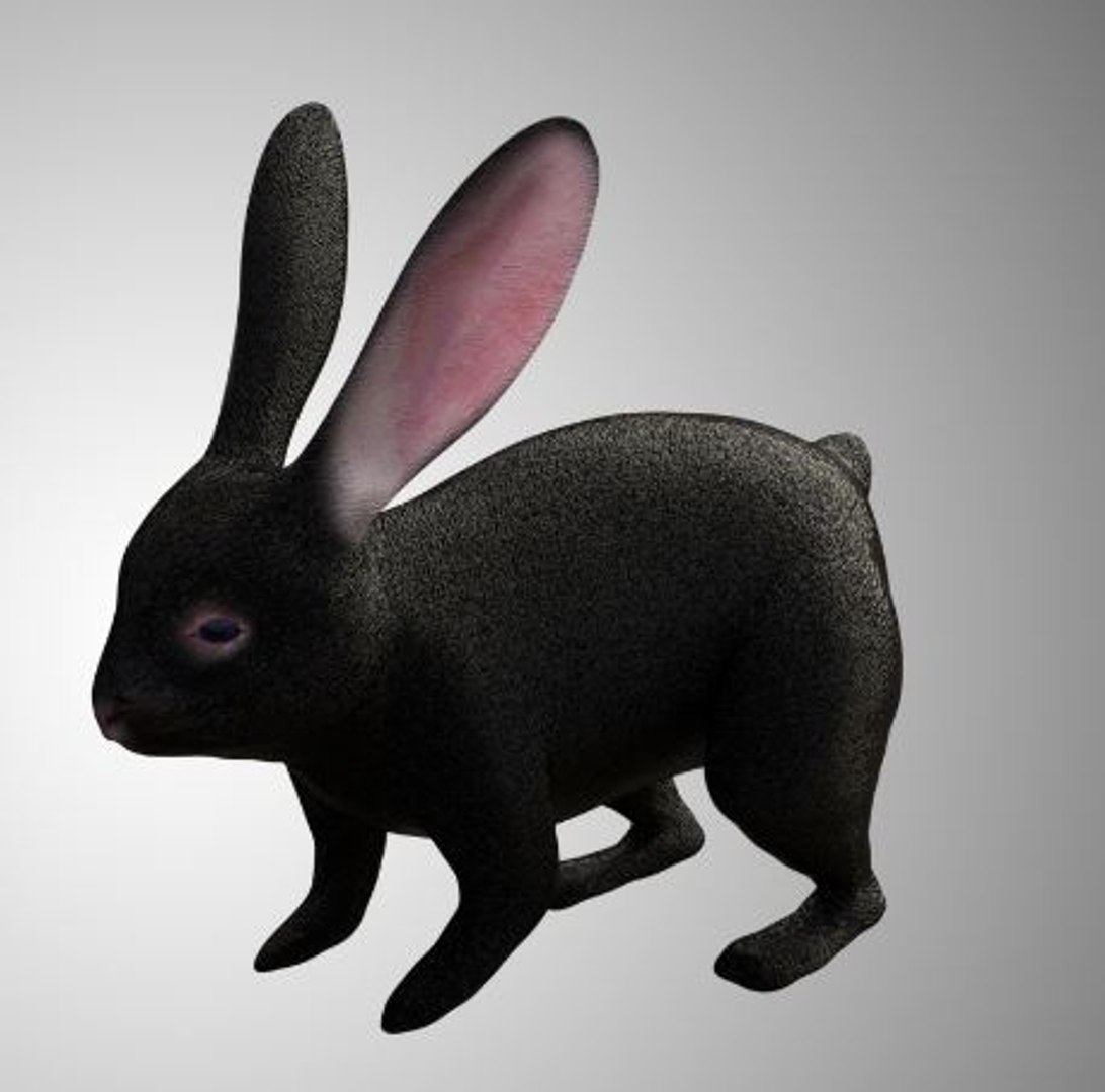 3D White Rabbit Model - TurboSquid 1610791