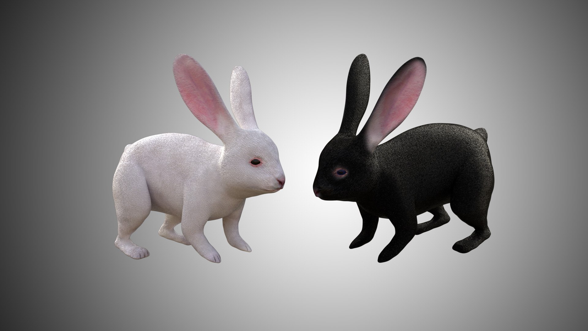 3D White Rabbit Model - TurboSquid 1610791