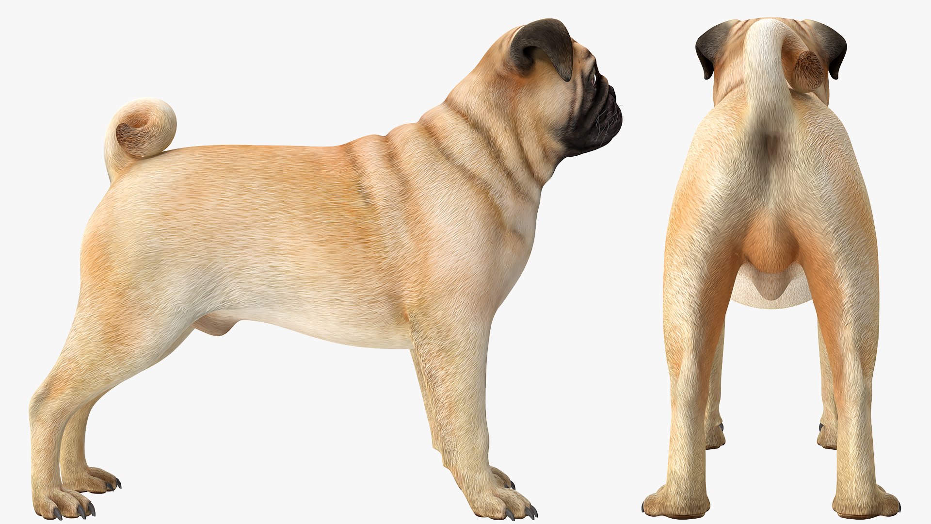 Pug Dog Rigged 3D Model - TurboSquid 1683176