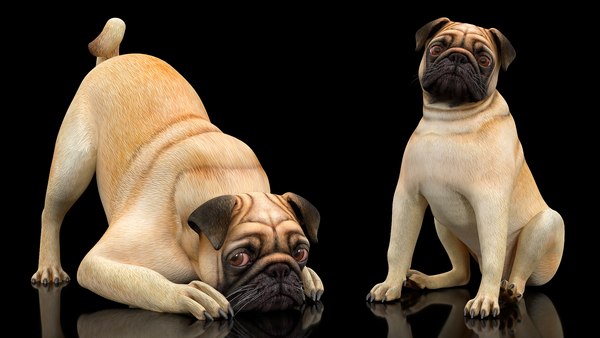 Pug dog rigged 3D model - TurboSquid 1683176