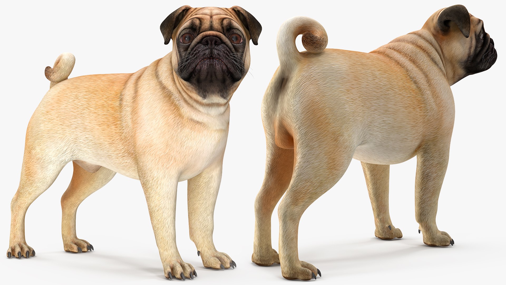 3D pug dog rigged modo model - TurboSquid 1683177