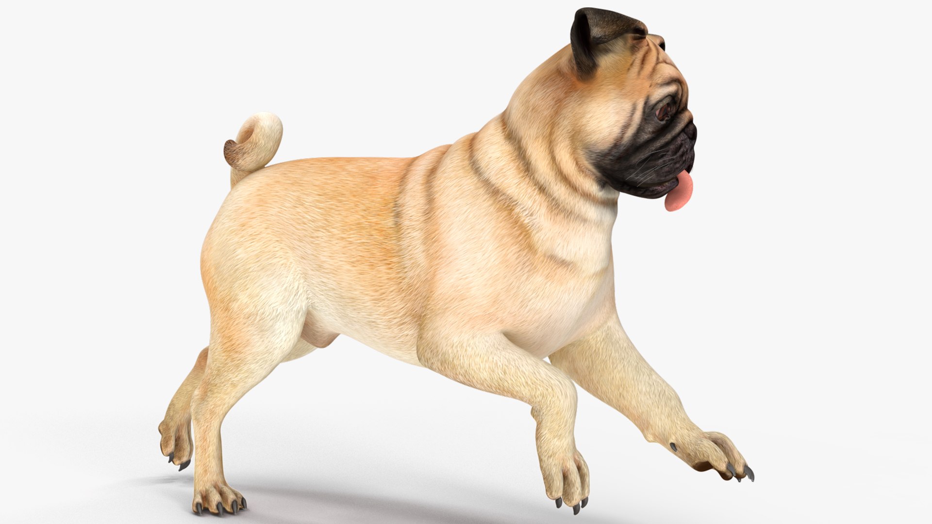 Pug dog rigged 3D model - TurboSquid 1681738